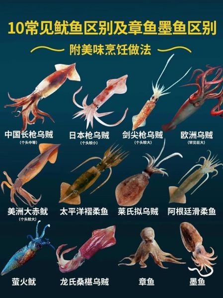 墨鱼与鱿鱼的区别_如何一眼分辨-第2张图片-山城妙识