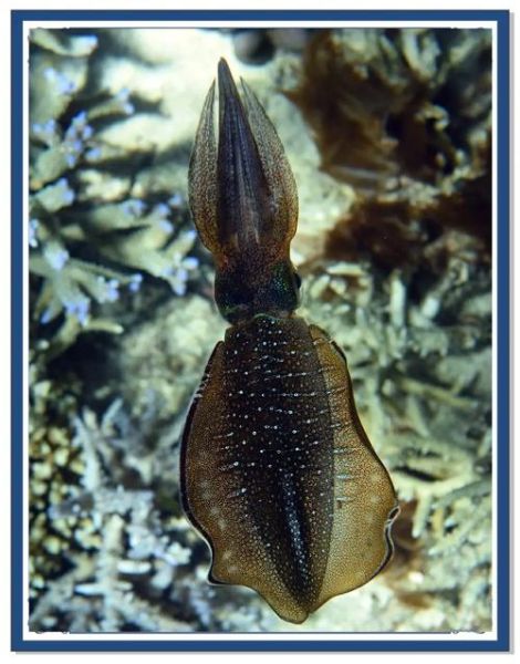 墨鱼与鱿鱼的区别_如何一眼分辨-第3张图片-山城妙识