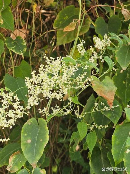 何首乌长什么样_何首乌植物图片怎么识别-第3张图片-山城妙识 何首乌长什么样_何首乌植物图片怎么识别-第3张图片-山城妙识