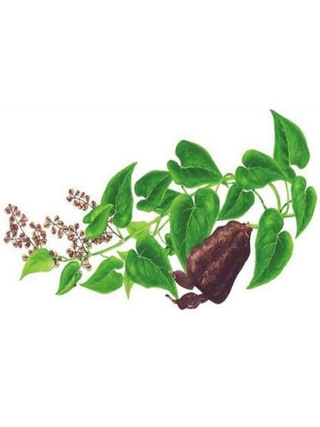 何首乌长什么样_何首乌植物图片怎么识别-第2张图片-山城妙识 何首乌长什么样_何首乌植物图片怎么识别-第2张图片-山城妙识