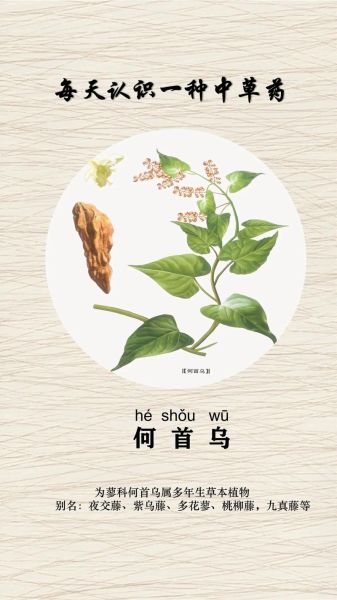 何首乌长什么样_何首乌植物图片怎么识别-第1张图片-山城妙识 何首乌长什么样_何首乌植物图片怎么识别-第1张图片-山城妙识