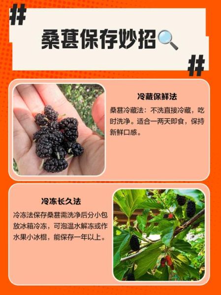 桑葚的功效与作用_桑葚怎么保存-第2张图片-山城妙识 桑葚的功效与作用_桑葚怎么保存-第2张图片-山城妙识