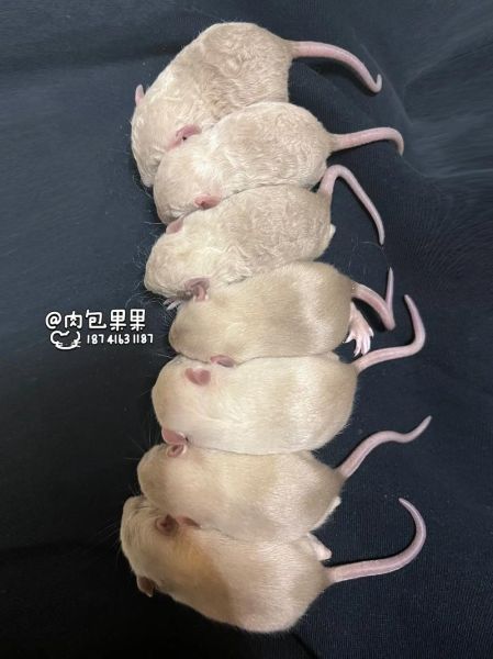 花枝鼠多少钱一只_花枝鼠价格影响因素-第1张图片-山城妙识 花枝鼠多少钱一只_花枝鼠价格影响因素-第1张图片-山城妙识