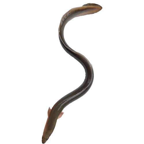 鲈鳗鱼多少钱一斤_鲈鳗鱼怎么做好吃-第2张图片-山城妙识 鲈鳗鱼多少钱一斤_鲈鳗鱼怎么做好吃-第2张图片-山城妙识