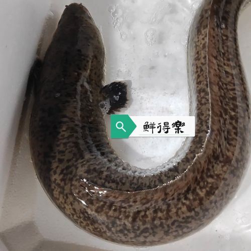 鲈鳗鱼多少钱一斤_鲈鳗鱼怎么做好吃-第1张图片-山城妙识 鲈鳗鱼多少钱一斤_鲈鳗鱼怎么做好吃-第1张图片-山城妙识