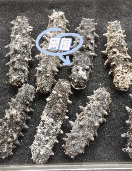 干海参发霉还能吃吗_如何辨别发霉干海参-第3张图片-山城妙识 干海参发霉还能吃吗_如何辨别发霉干海参-第3张图片-山城妙识