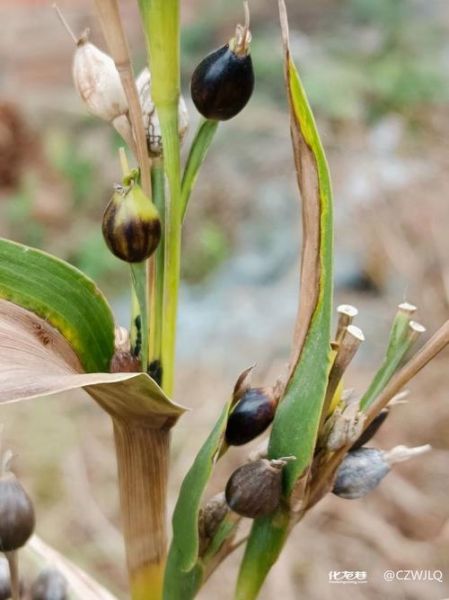 薏米长什么样_薏米植物图片怎么识别-第1张图片-山城妙识