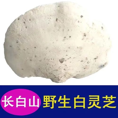白灵芝的功效与作用_白灵芝怎么吃效果最好-第2张图片-山城妙识 白灵芝的功效与作用_白灵芝怎么吃效果最好-第2张图片-山城妙识