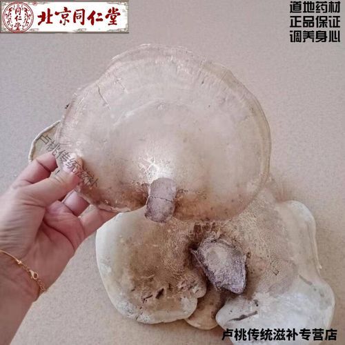 白灵芝的功效与作用_白灵芝怎么吃效果最好-第3张图片-山城妙识 白灵芝的功效与作用_白灵芝怎么吃效果最好-第3张图片-山城妙识