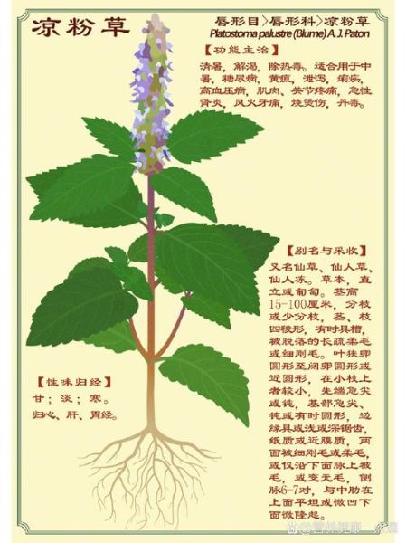 凉粉草的功效与作用_凉粉草的禁忌人群有哪些-第1张图片-山城妙识 凉粉草的功效与作用_凉粉草的禁忌人群有哪些-第1张图片-山城妙识