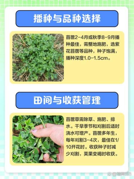 苜蓿草种植技术和方法_如何提高苜蓿草产量-第1张图片-山城妙识 苜蓿草种植技术和方法_如何提高苜蓿草产量-第1张图片-山城妙识