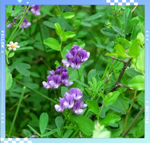 苜蓿草种植技术和方法_如何提高苜蓿草产量-第3张图片-山城妙识 苜蓿草种植技术和方法_如何提高苜蓿草产量-第3张图片-山城妙识