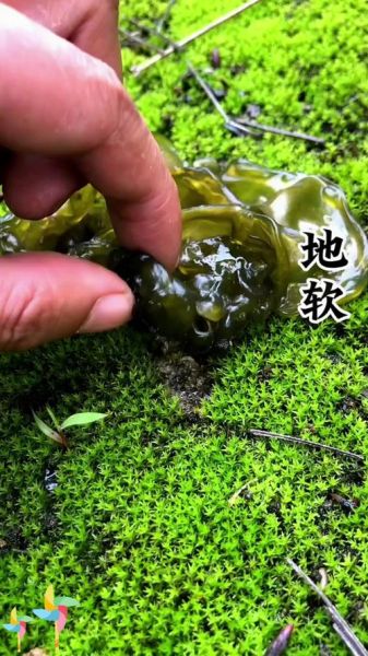 地耳菜的功效与作用_地耳菜怎么吃最营养-第2张图片-山城妙识