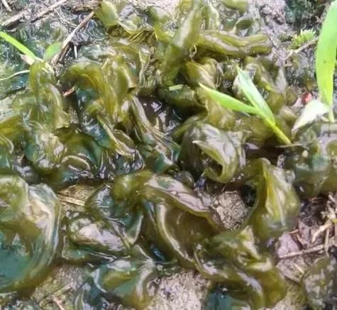 地耳菜的功效与作用_地耳菜怎么吃最营养-第3张图片-山城妙识