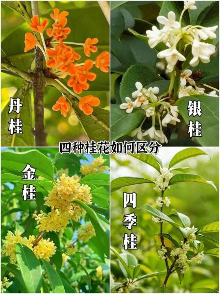 哪种桂花可以食用_桂花品种食用安全指南-第3张图片-山城妙识