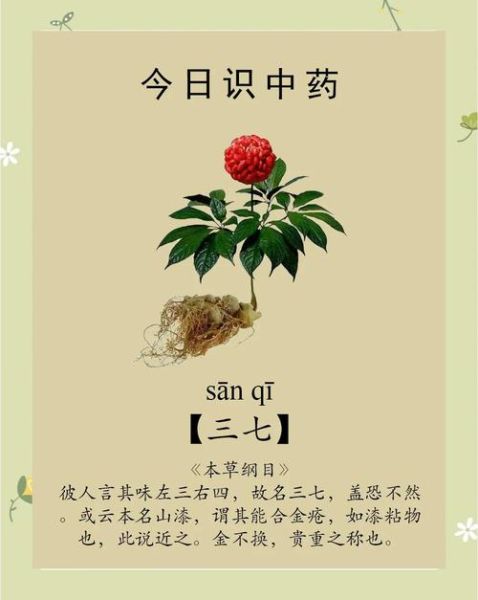 三七的功效与作用_三七主治哪些疾病-第1张图片-山城妙识