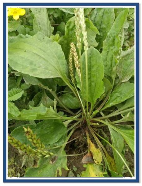 车钱草的功效与作用_车钱草怎么吃效果最好-第2张图片-山城妙识 车钱草的功效与作用_车钱草怎么吃效果最好-第2张图片-山城妙识