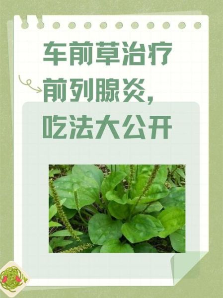 车钱草的功效与作用_车钱草怎么吃效果最好-第3张图片-山城妙识 车钱草的功效与作用_车钱草怎么吃效果最好-第3张图片-山城妙识