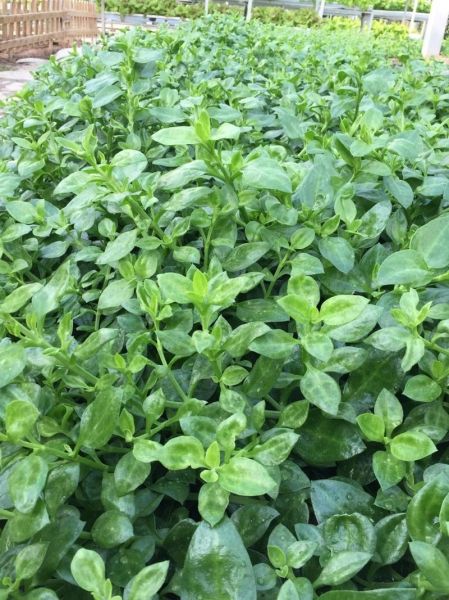 穿心莲图片高清图片_穿心莲长什么样-第1张图片-山城妙识