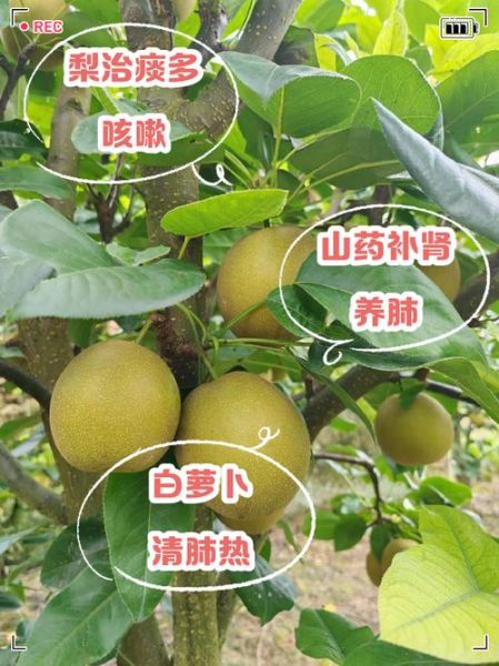 肺热怎么调理最有效_肺热吃什么食物好-第3张图片-山城妙识