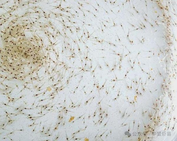 大虾多少钱一斤_今日批发价是多少-第2张图片-山城妙识