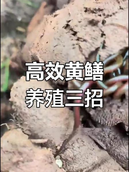 黄鳝吃什么长得快_黄鳝饲料配方大全-第3张图片-山城妙识 黄鳝吃什么长得快_黄鳝饲料配方大全-第3张图片-山城妙识