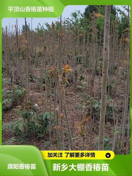 香椿树苗怎么种_香椿树苗种植时间和方法-第1张图片-山城妙识 香椿树苗怎么种_香椿树苗种植时间和方法-第1张图片-山城妙识