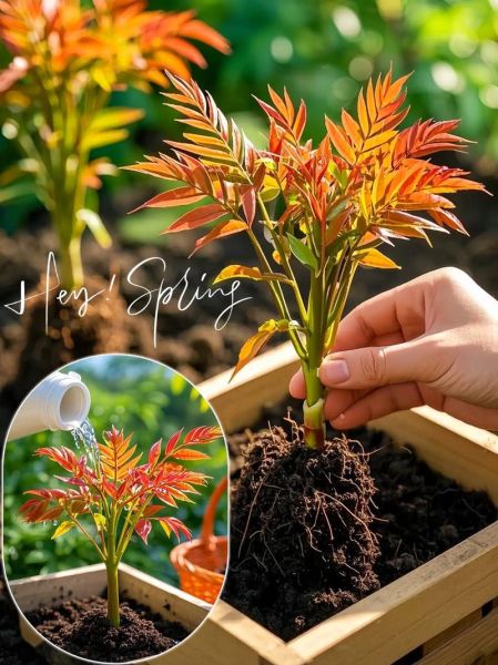 香椿树苗怎么种_香椿树苗种植时间和方法-第2张图片-山城妙识 香椿树苗怎么种_香椿树苗种植时间和方法-第2张图片-山城妙识