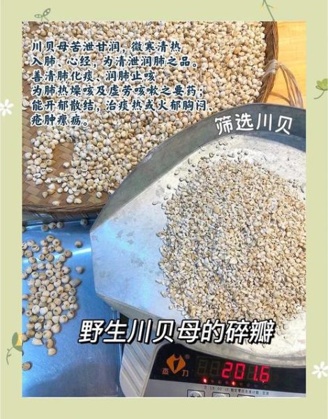 平贝母和川贝母的区别图片_怎么区分真假-第3张图片-山城妙识 平贝母和川贝母的区别图片_怎么区分真假-第3张图片-山城妙识