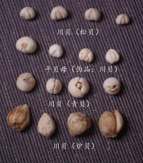 平贝母和川贝母的区别图片_怎么区分真假-第2张图片-山城妙识 平贝母和川贝母的区别图片_怎么区分真假-第2张图片-山城妙识