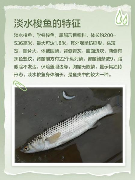 梭鱼的营养价值_梭鱼的功效与作用-第1张图片-山城妙识