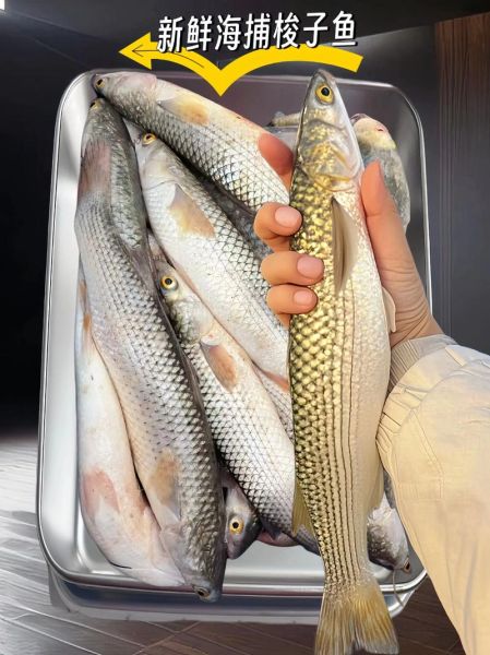 梭鱼的营养价值_梭鱼的功效与作用-第3张图片-山城妙识