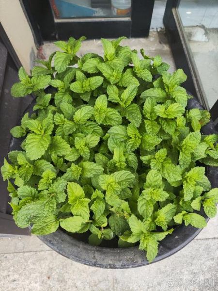 十香菜和荆芥的区别_哪个更香更好吃-第2张图片-山城妙识