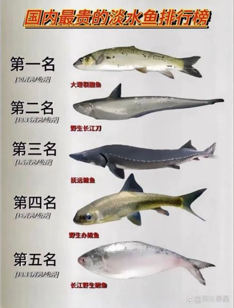 中国最贵的八种鱼有哪些_价格排行榜-第2张图片-山城妙识
