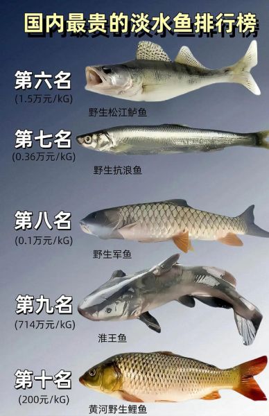 中国最贵的八种鱼有哪些_价格排行榜-第1张图片-山城妙识