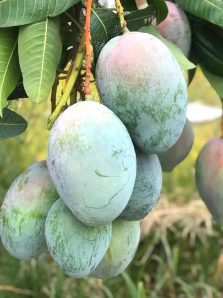 凯特芒果怎么挑_凯特芒果几月份成熟-第1张图片-山城妙识