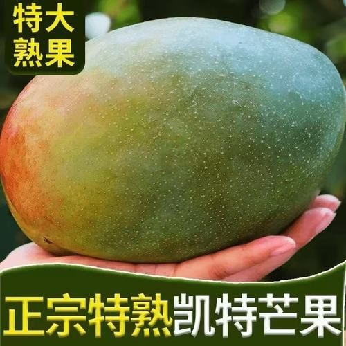 凯特芒果怎么挑_凯特芒果几月份成熟-第3张图片-山城妙识