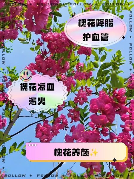 红槐花的功效与作用_红槐花禁忌有哪些-第1张图片-山城妙识