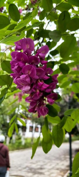 红槐花的功效与作用_红槐花禁忌有哪些-第3张图片-山城妙识