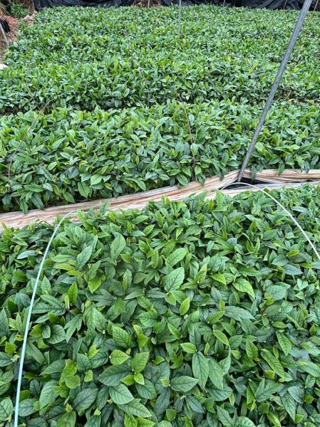 五指毛桃树苗怎么种_五指毛桃树苗价格多少钱一棵-第1张图片-山城妙识