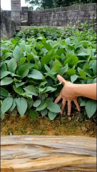 五指毛桃树苗怎么种_五指毛桃树苗价格多少钱一棵-第2张图片-山城妙识