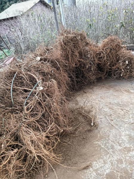 五指毛桃树苗怎么种_五指毛桃树苗价格多少钱一棵-第3张图片-山城妙识