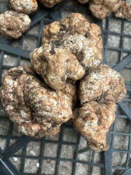 松露多少钱一斤_松露价格为什么那么贵-第3张图片-山城妙识 松露多少钱一斤_松露价格为什么那么贵-第3张图片-山城妙识