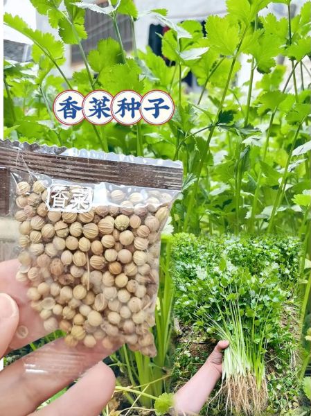 香菜籽别名有哪些_香菜籽与芫荽籽一样吗-第2张图片-山城妙识 香菜籽别名有哪些_香菜籽与芫荽籽一样吗-第2张图片-山城妙识