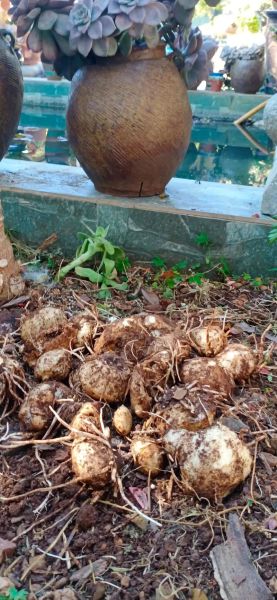 野生马蹄莲图片_如何辨别真假野生马蹄莲-第2张图片-山城妙识