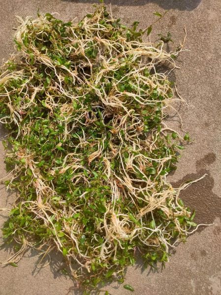 半边莲的功效与作用有哪些_半边莲能治疗什么病-第2张图片-山城妙识 半边莲的功效与作用有哪些_半边莲能治疗什么病-第2张图片-山城妙识