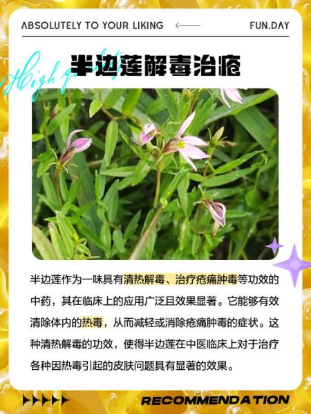 半边莲的功效与作用有哪些_半边莲能治疗什么病-第1张图片-山城妙识 半边莲的功效与作用有哪些_半边莲能治疗什么病-第1张图片-山城妙识