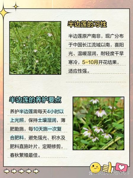 半边莲的功效与作用有哪些_半边莲能治疗什么病-第3张图片-山城妙识 半边莲的功效与作用有哪些_半边莲能治疗什么病-第3张图片-山城妙识