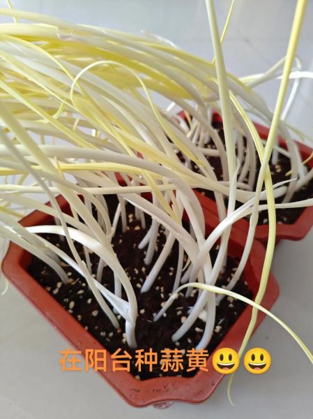 蒜黄怎么种_蒜黄种植方法步骤-第1张图片-山城妙识