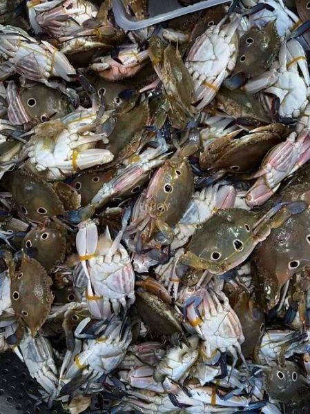 三点蟹多少钱一斤_三点蟹价格行情-第2张图片-山城妙识 三点蟹多少钱一斤_三点蟹价格行情-第2张图片-山城妙识